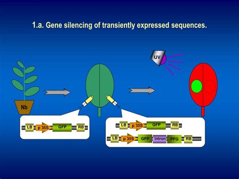Ppt Gene Silencing In Plants Powerpoint Presentation Id517934