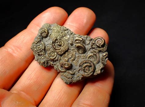 Full Pyrite Multi Ammonite Fossil 45 Mm Jurassic Coast Fossils