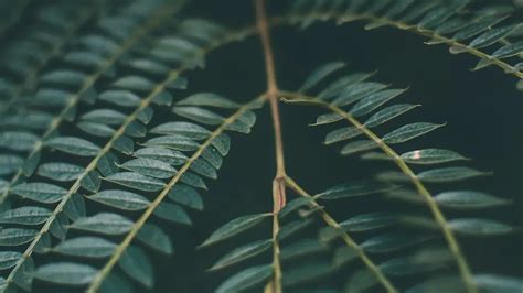 What Are The Elements Of Ecology Ecology Today