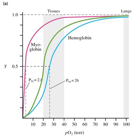 Solved In The Graph Below The Green Curve Is The Oxygen
