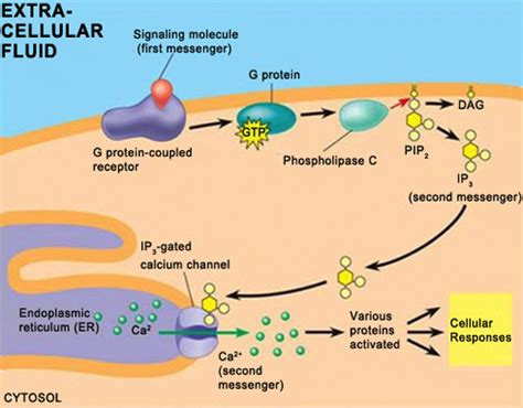 Solved 1 Phosphorylation Cascades Involving A Series Of Protein