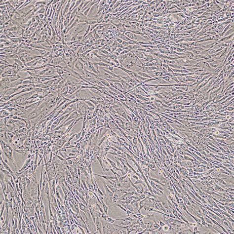 Immortalized Human Preadipocytes Cells Online
