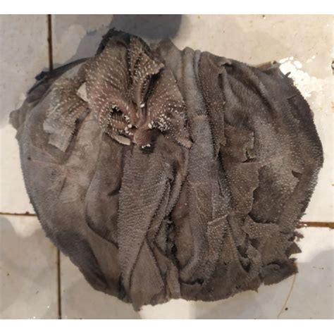 Jual Jeroan Babat Raweuy Fresh Frozen Jeroan Sapi Lokal Berat 1 Kg Shopee Indonesia