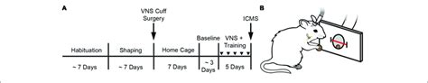 Behavioral Task And Experimental Design A Experimental Timeline