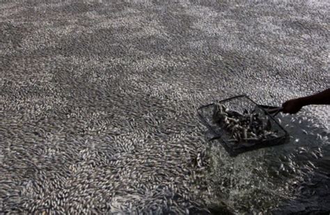 Fishermen Discover 40 Tons Of Dead Fish 19 Pics