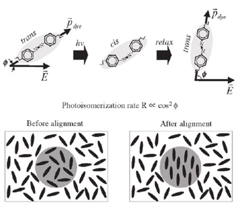 Optically Induced Birefringence Diagram Download Scientific Diagram