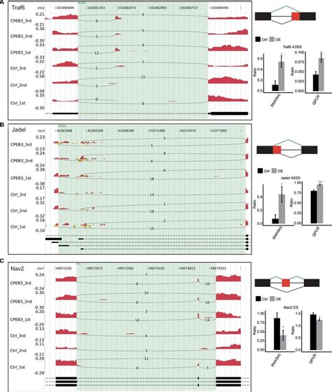 Validation Of Cpeb3 Regulated As Events A C Igv Sashimi Plot Showed