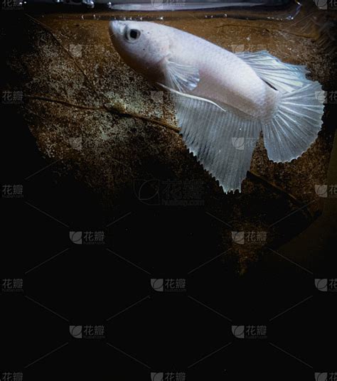 搏鱼鱼