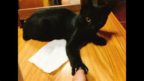 The Time It Takes To Fall In Love With Cat