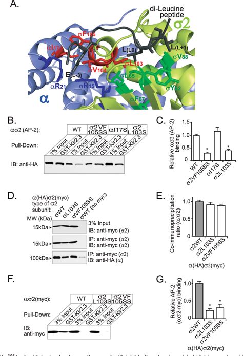 Figure 1 From A Tandem Di Hydrophobic Motif Mediates Clathrin Dependent Endocytosis Via Direct