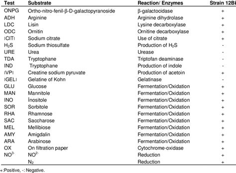Biochemical Characterization Results Of Strain 12Bi Based On API 20E