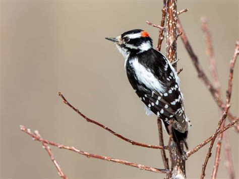 8 Woodpeckers In Kansas Plus 4 Rare Species Birdwatching Central