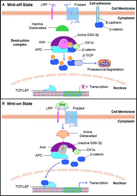 The Wntβ Catenin Signaling Pathway A In The Wnt Off State The Download Scientific Diagram