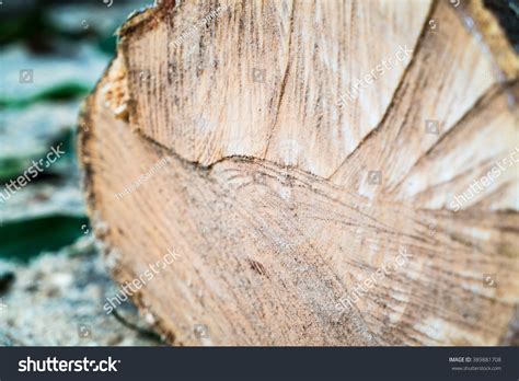 Close Mango Tree Log Stock Photo Shutterstock