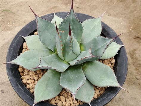 【やや傷や汚れあり】アガベ アプラナータ 約17cm 多肉植物 Agave Applanata Succulentsの落札情報詳細