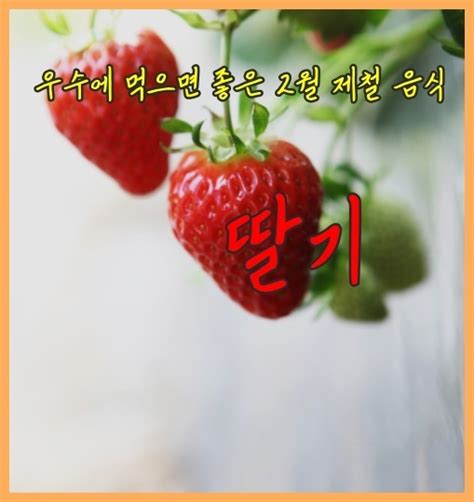 Daum 카페