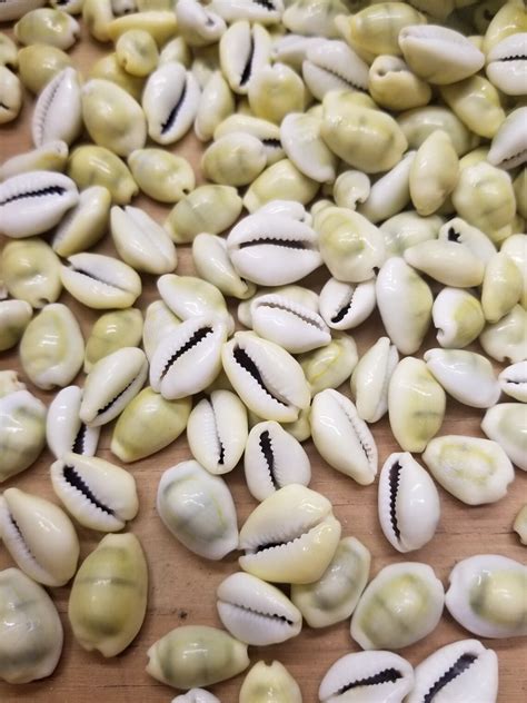 Money Cowrie Cypraea Moneta Sized 5 75 8oz Etsy