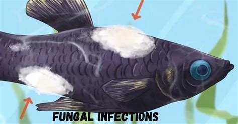 Guppy Diseases And Treatment Expert Tips With Images
