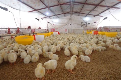La Carne De Pollo Es La Proteína Más Consumida En Ecuador Y Quiere