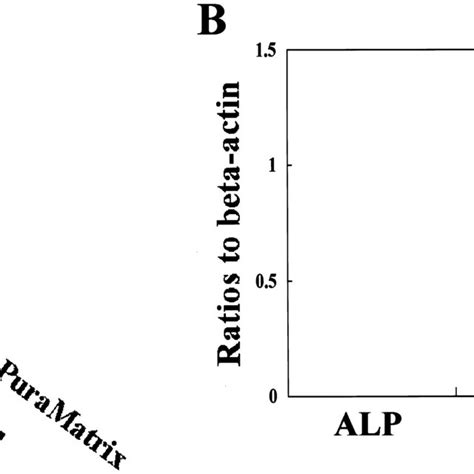 a rt pcr analysis of the expression of bone related genes alp runx2