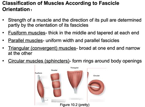 Classification Of Muscles According To Fascicle Orientation Diagram Quizlet