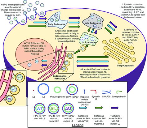 Cartoon Model Of Proposed Hpv16 Trafficking Hpv16 Psvs Enter The Cell Download Scientific