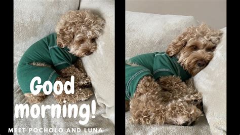 Good Morning 3622 Cockapoo And Shichon Dogs Youtube