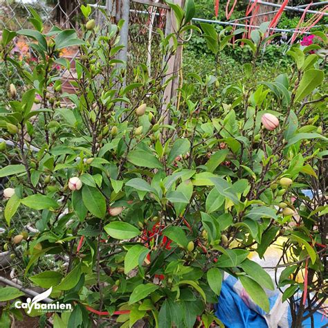 Bán Sỉ Lẻ Cây Lan Tiêu đẹp Giá Tốt Chất Lượng Trồng Toàn Quốc