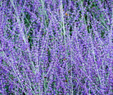 Sage Russian” Parker County Master Gardener Association
