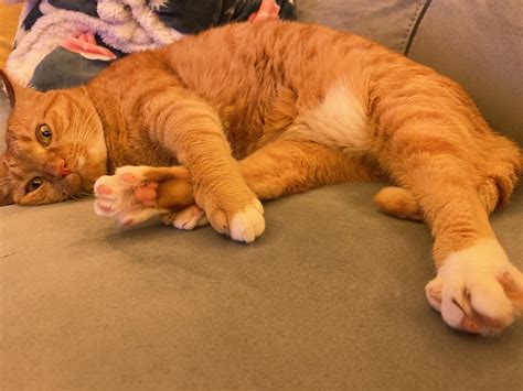 콩가네 4묘입니다