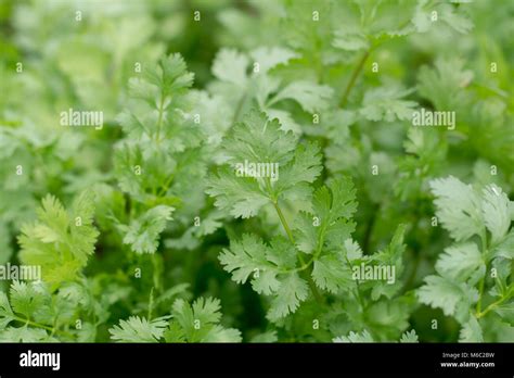 Health Benefits Of Coriander Coriander Is Loaded With Antioxidants
