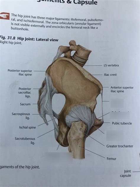 Hip Ligaments Diagram Quizlet