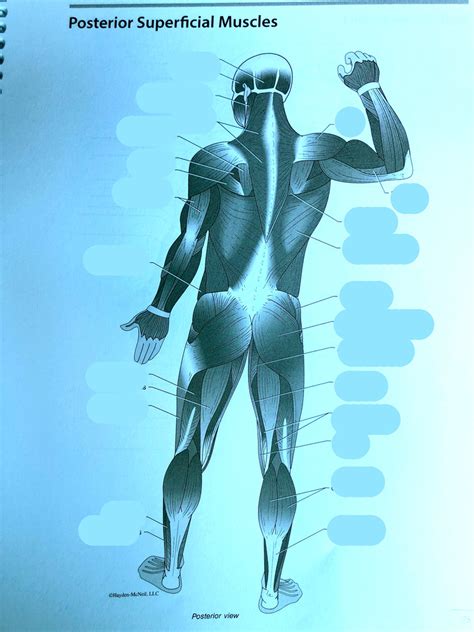 Posterior Superficial Muscles Diagram Quizlet