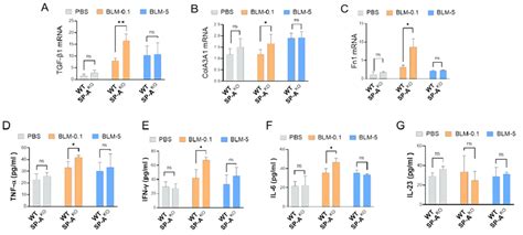 Sp A Loss Enhances The Upregulation Of Fibrosis Associated Genes And