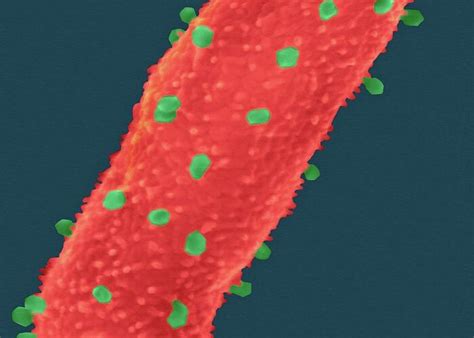 Bacteriophages Attacking Escherichia Coli Greeting Card By Dennis Kunkel Microscopy Science