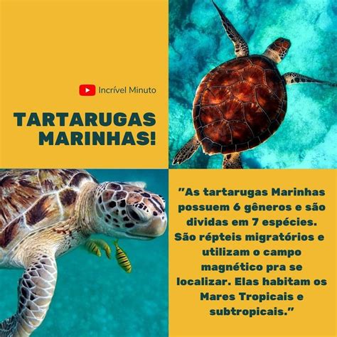 Tartarugas Marinhas Animais Incríveis em Risco de Extinção