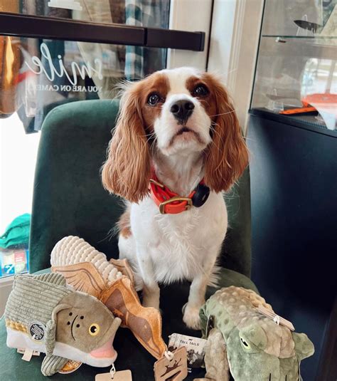 Meet Dolly Frog Hollar Outdoor