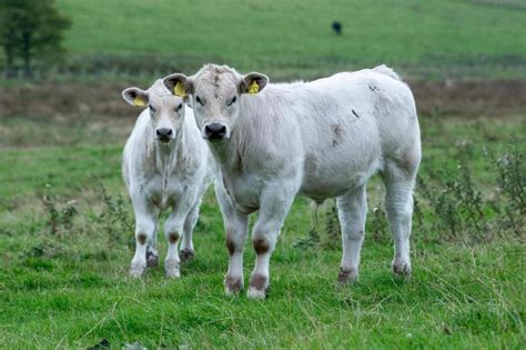 Zobacz i wybierz sam Mięsne Byczki jałówki 250 350kg Łotwa Estonia