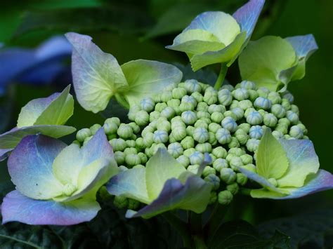 Hydrangea Bud Flower · Free Photo On Pixabay