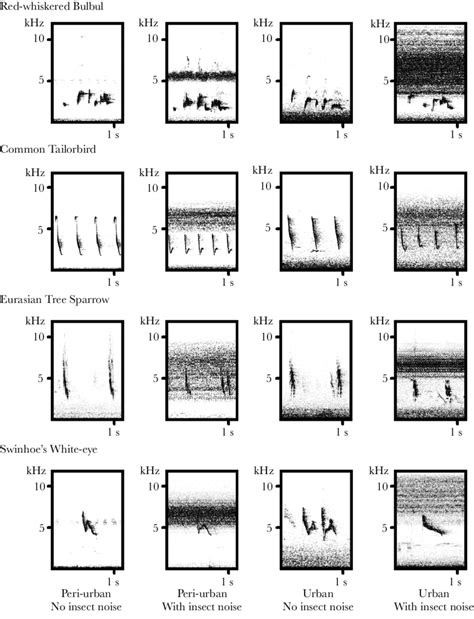 Spectrograms Showed The Vocalizations Of The Four Species Studied Under