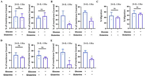 Il 11rα Driven Migration And Invasion Is Glutamine Dependent But