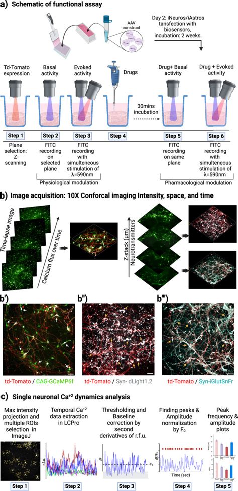 High Throughput 3d Gel Based Neural Organotypic Model For Cellular
