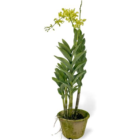 Orchids Plants And Flowers Arrangements Toh Garden Singapore Orchid