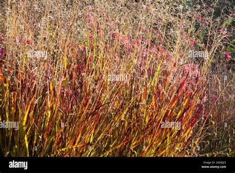 Panic Grass Panicum Virgatum Turn Red Switch Grass Panicums Autumn