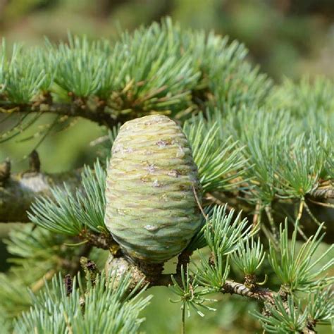 Parfum Boisée De Grasse Cèdre Du Liban Pour Bougies Parfumées