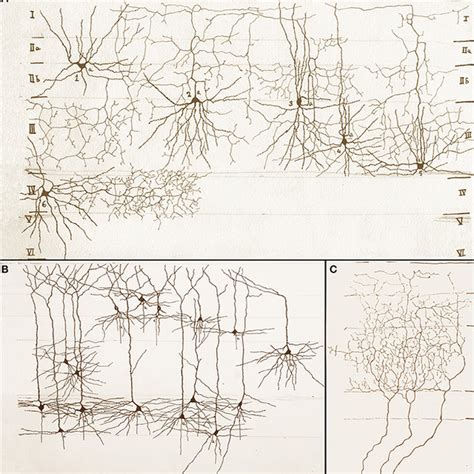 Survey Unpublished Drawing From The Rat Cerebral Cortex By Lorente De Download Scientific
