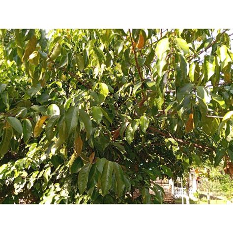bago leaves (gnetum tree, melinjo) fresh leaves and fruit | Shopee ...