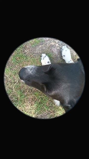 #смех #собака #pedropedro #funny #animals #пес #р_е_к_о_м_е_д_а_ц_и_и ...