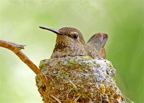 Hummingbird Nests Everything You Never Knew