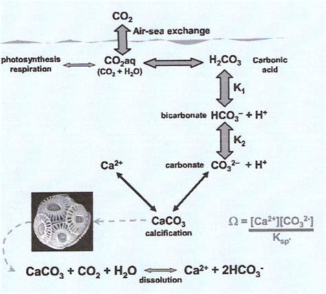 Examples Of Reef Calcifying Organisms And The Effect Of Increased Co 2